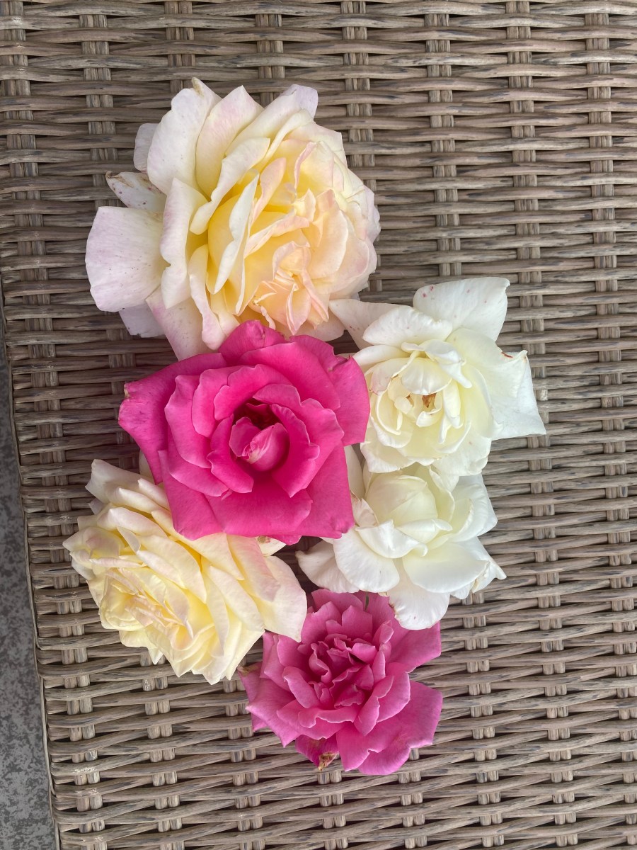 My Friday Blossom Experience! – arabhatee's arbhatyam :)